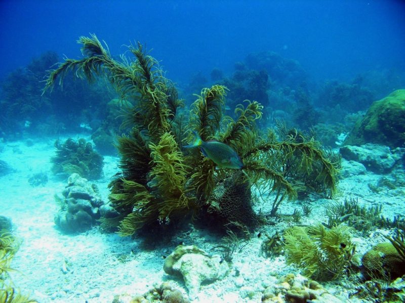 Snuba Diving in Aruba: Diving on the shipwreck of the SS Antilla