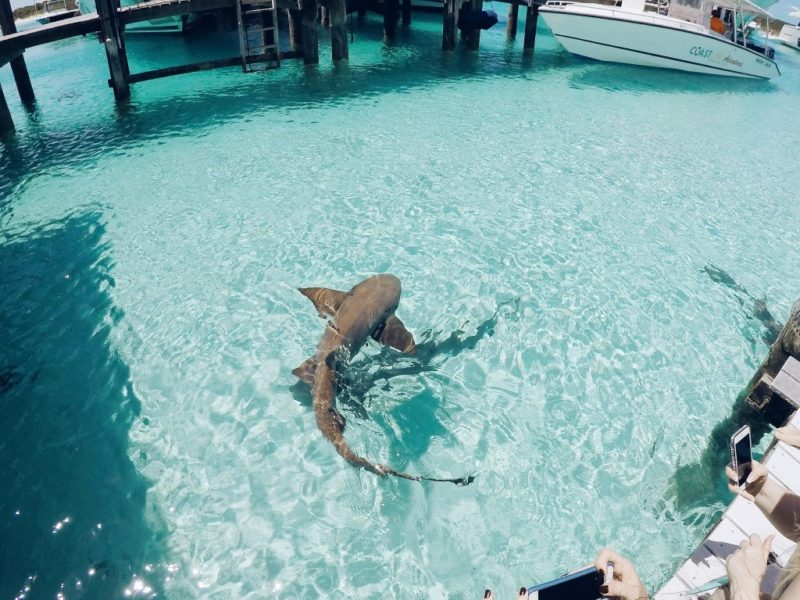 Exuma: Mit Bahamas Leguanen und Streichel-Haien im Paradies
